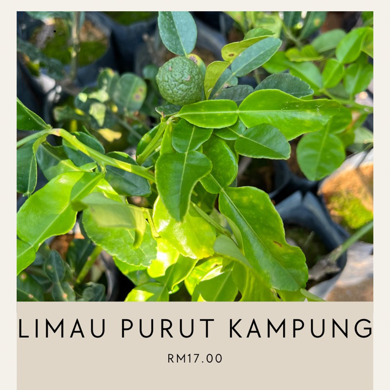 pokok limau purut kampung / limau purut daun kecik | Shopee Malaysia