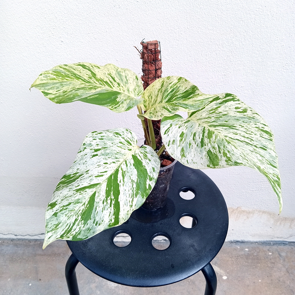 Snow Queen Pothos / Epipremnum Aureum / Devil's Ivy | Shopee Malaysia