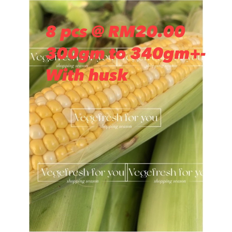 RM22 FOR 8 PCS 100 %CAMERON HIGHLANDS PEARL CORN/JAGUNG MUTIARA ...