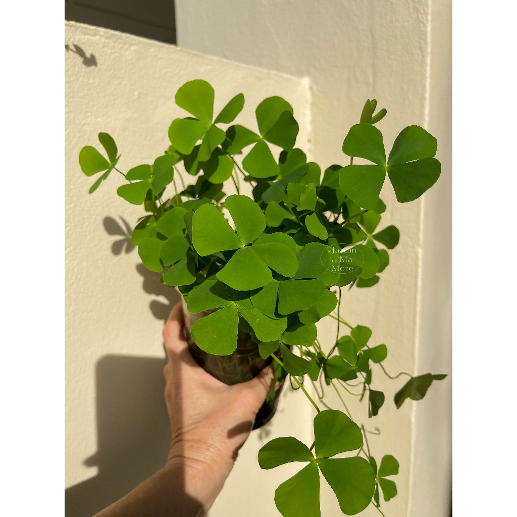 RARE Water Fern Clover, Marsilea macro 田字草 四葉草 浮萍 | Shopee Malaysia