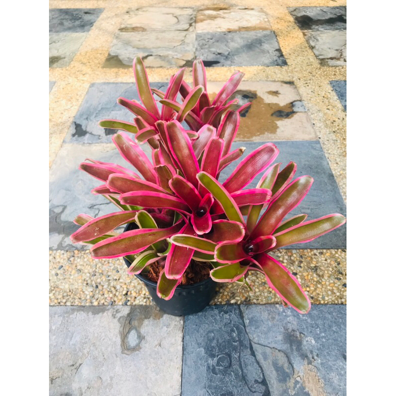 Neoregelia Donger clump ( 積水风梨/bromeliad ) | Shopee Malaysia