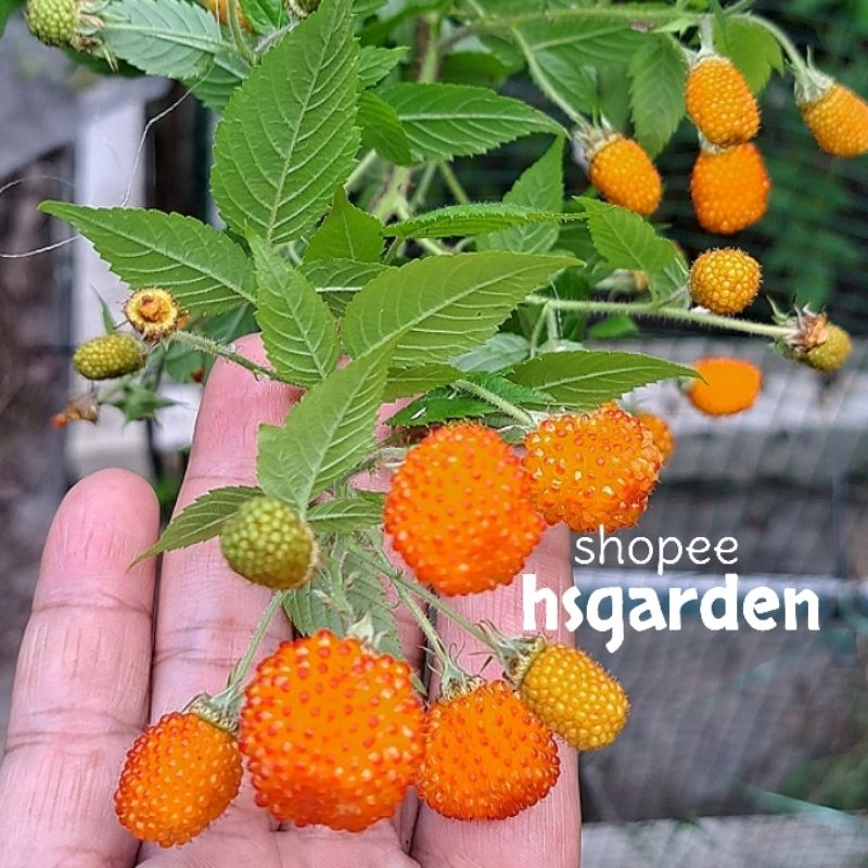 100 biji benih Native Raspberry • rubus sumatranus • seeds | Shopee ...