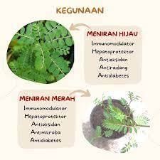 daun meniran hijau/merah kering dry underleaf pearl 叶下珠草 (Phyllanthus ...