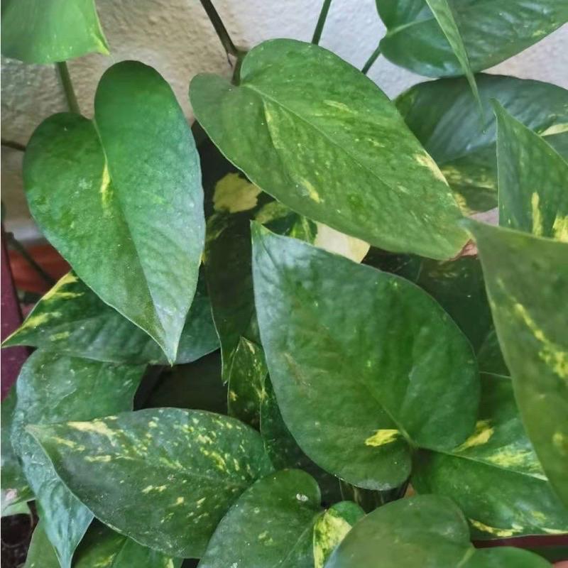 万年青Real Live Money Plant Pokok Duit-Duit Devil Ivy 绿萝 (1 Keratan Tanpa ...