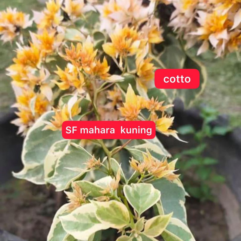 Bunga kertas sanggul fatima Aussie red bougainvillea mahara # ...
