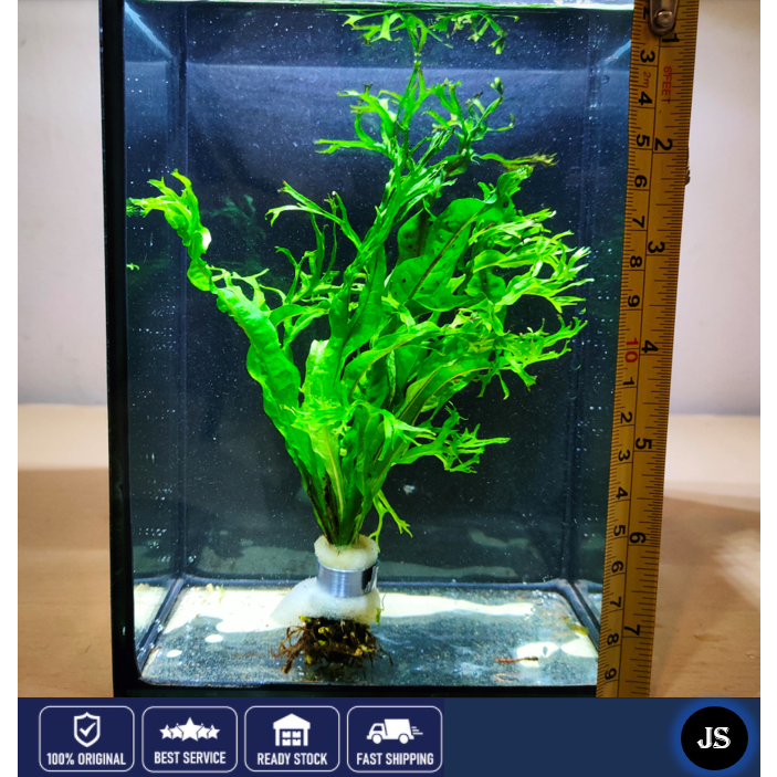 🔥Aquatic Plant Windelov🔥Microsorium pteropus/Windelov/Aquarium ...