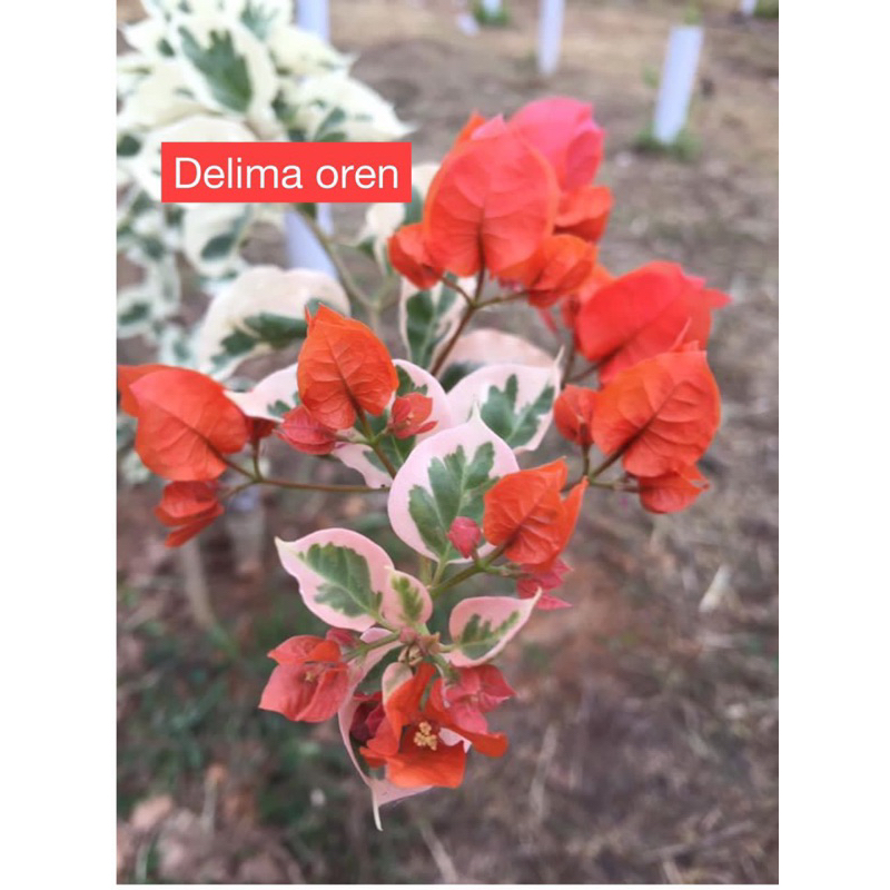 Bunga kertas Delima Merah Delima oren Bougainvillea Delima# ...