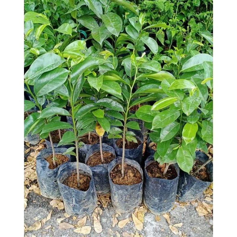 Fresh Live Pokok Anak Durian Belanda Annona Muricata /红毛榴莲树 树苗 | Shopee ...