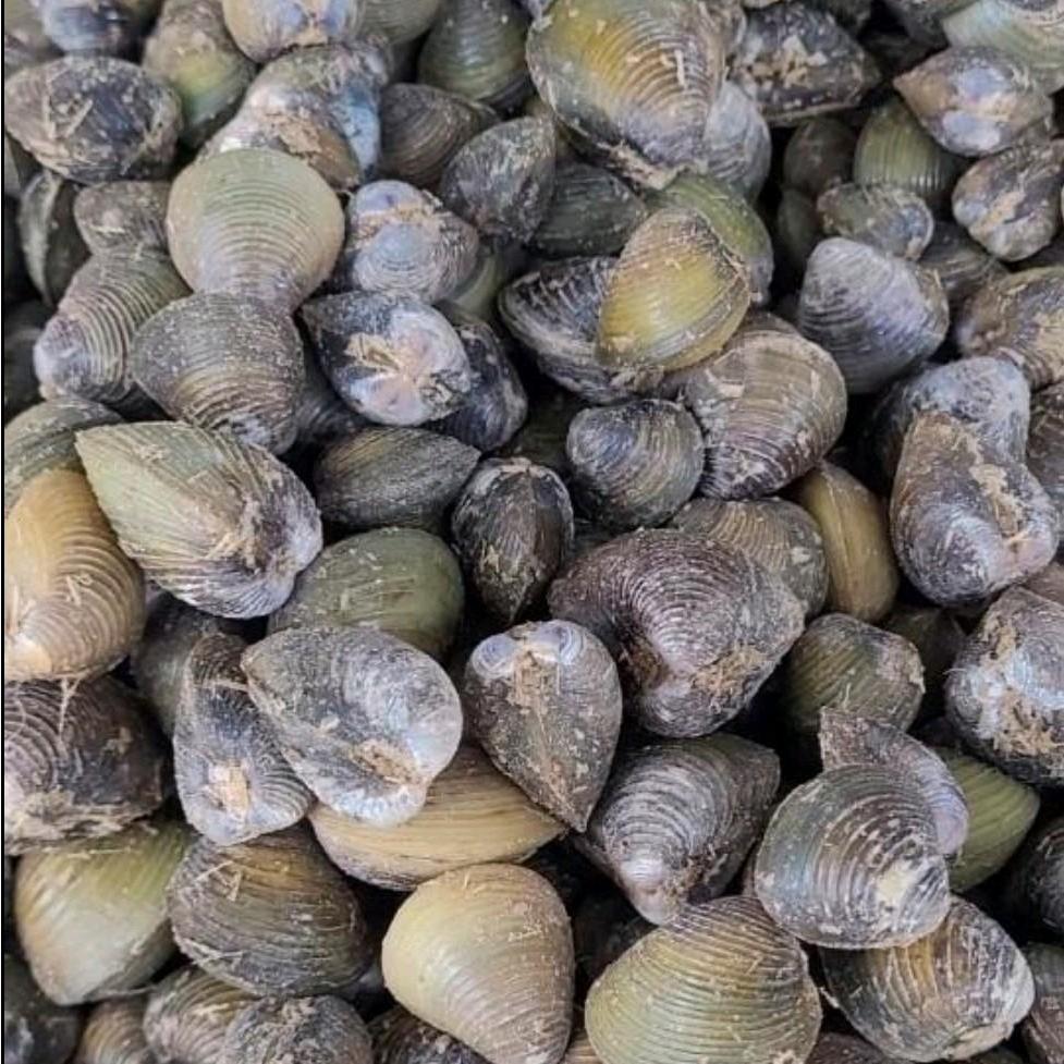 ETOK SALAI KASA KELANTAN 400G CHEF DANIAL (READY TO EAT) | Shopee Malaysia