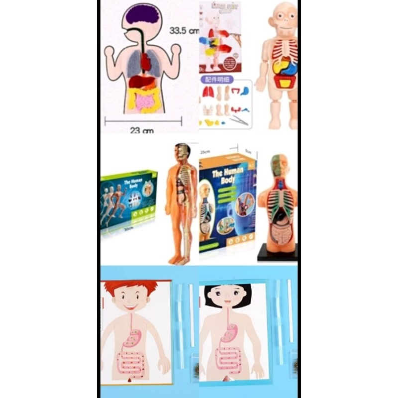 STEM/STEAM-DIY Science Human Body Parts Model Organ Sains System ...