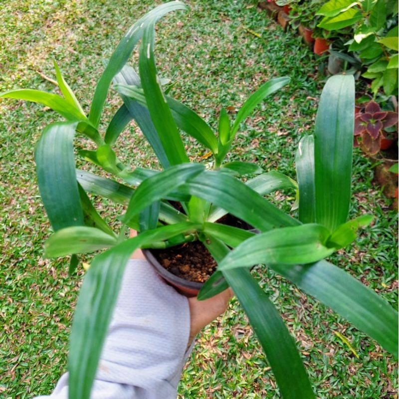 Rumput Siti Khadijah/Rumput Beijing/Rumput Cina dlm Pasu/5 Keratan ...