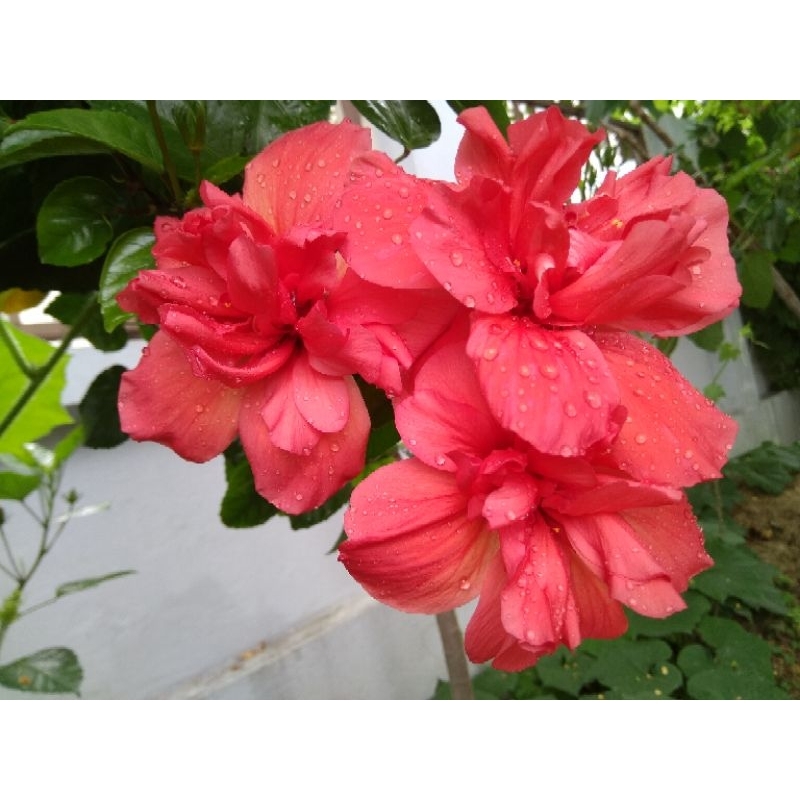 重瓣朱槿花 (绯红)植物花苗Anak Pokok Bunga Raya Berganda Warna Merah Jambu/Plants ...