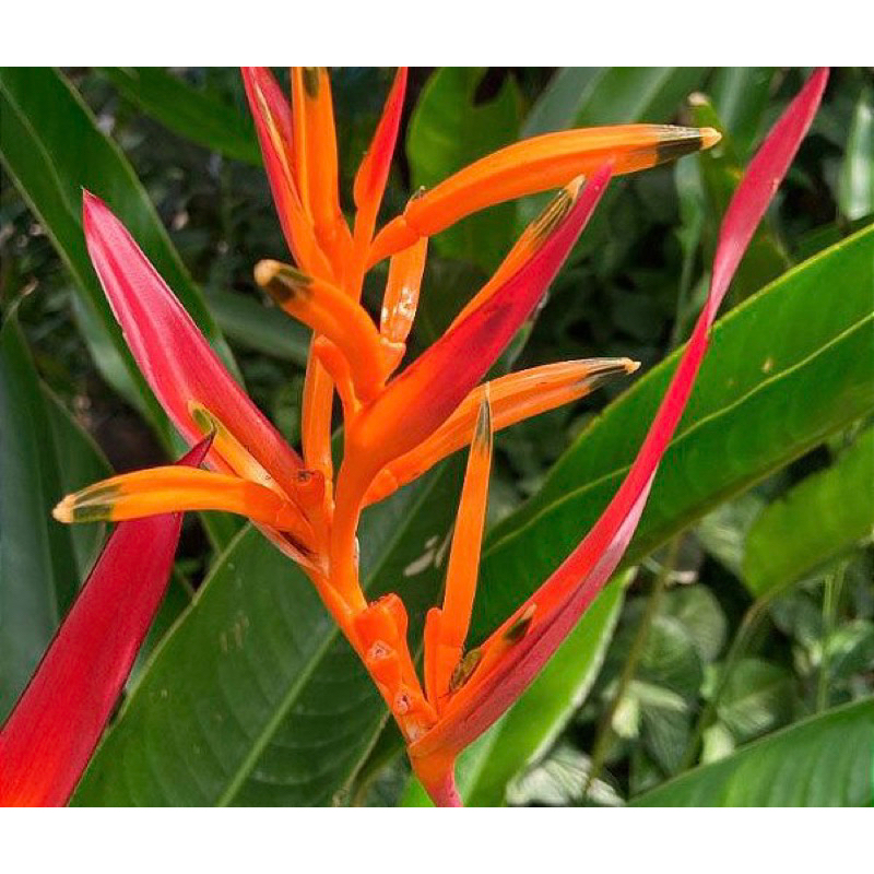 Heliconia ( Rhizome only ) untuk ditanam / bunga sepit udang ...