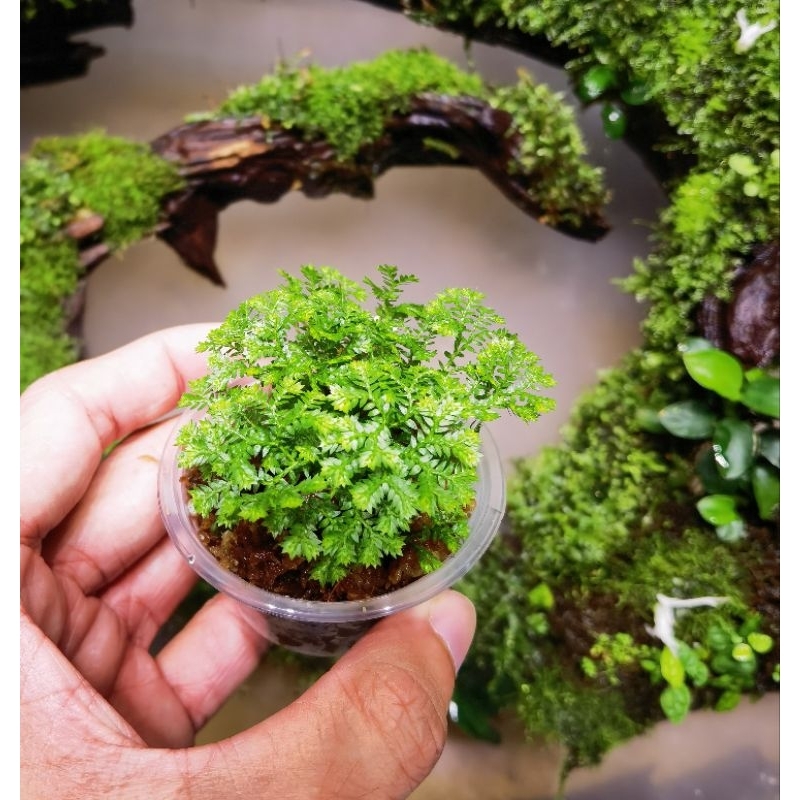 🔥Terrarium Moss🔥 Selaginella Apoda - Terrarium / Garden / Paludarium ...