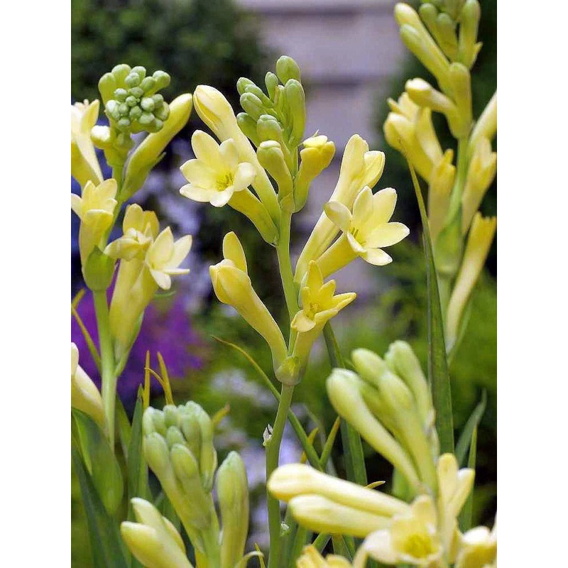 Tuberoses @ Bunga Harum Sundal Malam yang sangat sangat wangi ( bulb ...