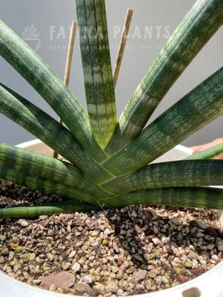 Sansevieria Cylindrica 'Boncel' (Sansevieria Starfish) (Cylindrica ...
