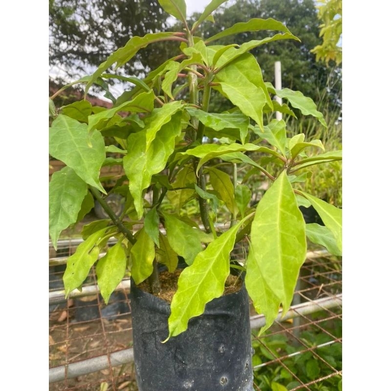 Anak pokok tujuh duri/ tujuh bilah | Shopee Malaysia