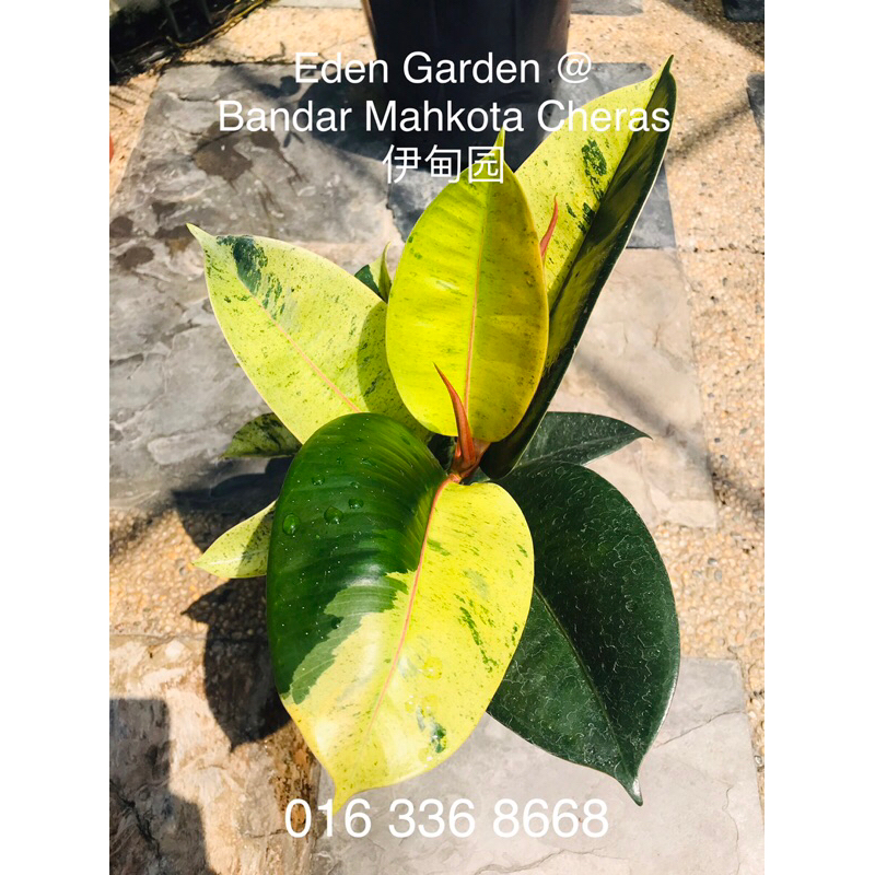 Pokok Ficus Lyrata Mint variegated series ( 琴叶榕‍ ) | Shopee Malaysia