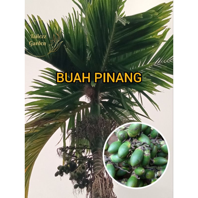 [ORGANIC] BUAH PINANG MUDA/ TUA SIAP KOPEK BETEL ASLI DARI POKOK/ANAK ...