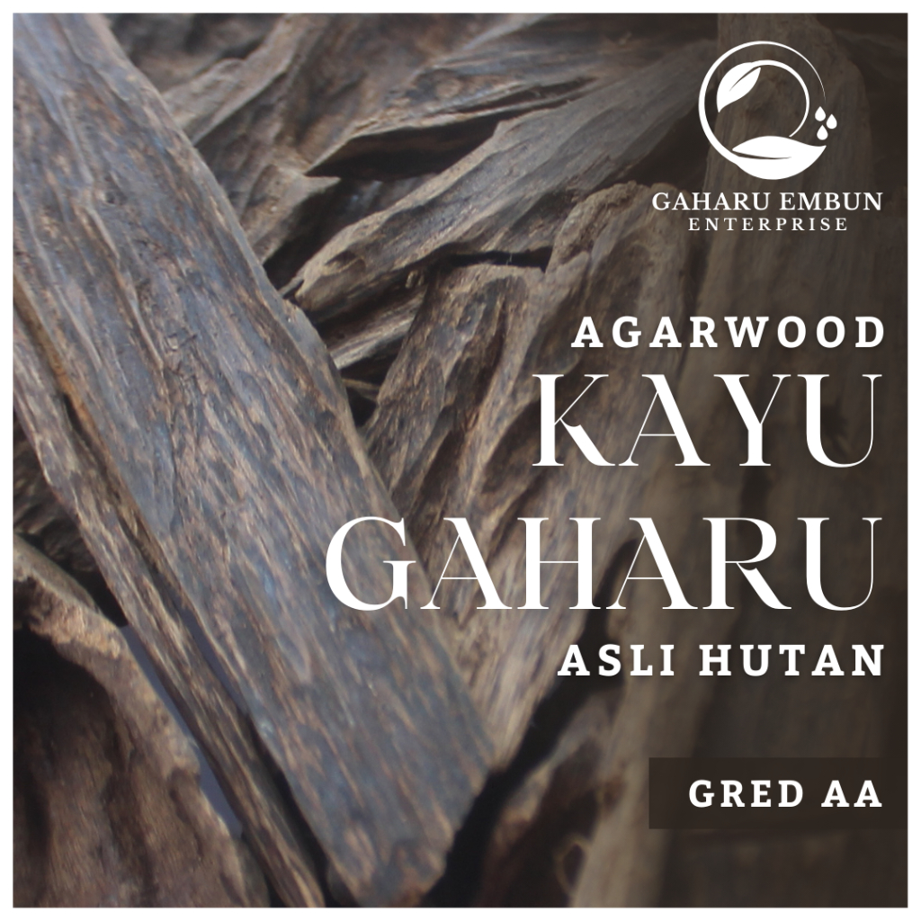 GAHARU EMBUN Gred AA Asli Hutan Kayu Gaharu (Agarwood Chip) 1 GRAM ...