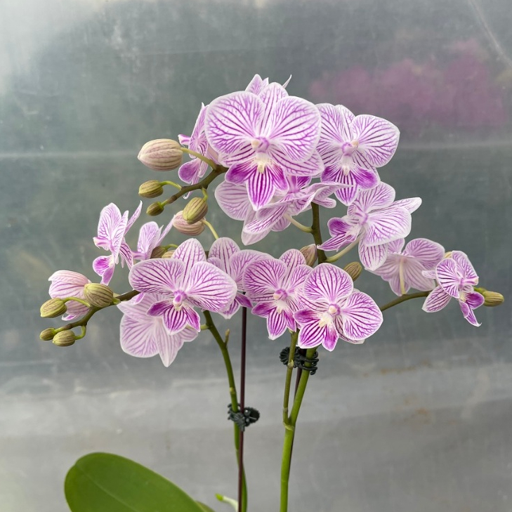 Phalaenopsis Purple Veins Wide-Lip | Mini Moth Orchid | Shopee Malaysia