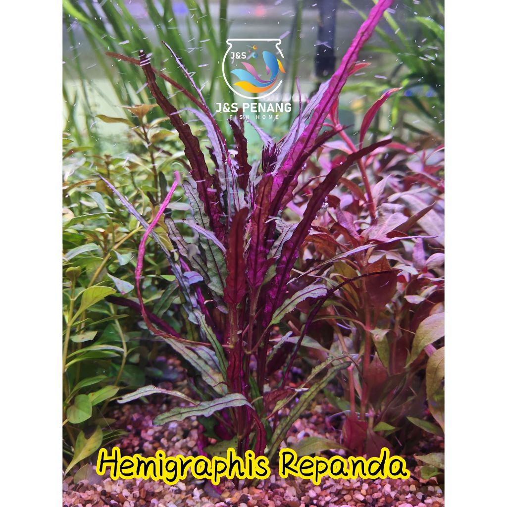 【Ready Stock】Red Water Plants - 1 Bunch of Aquatic Plant - WEST ...
