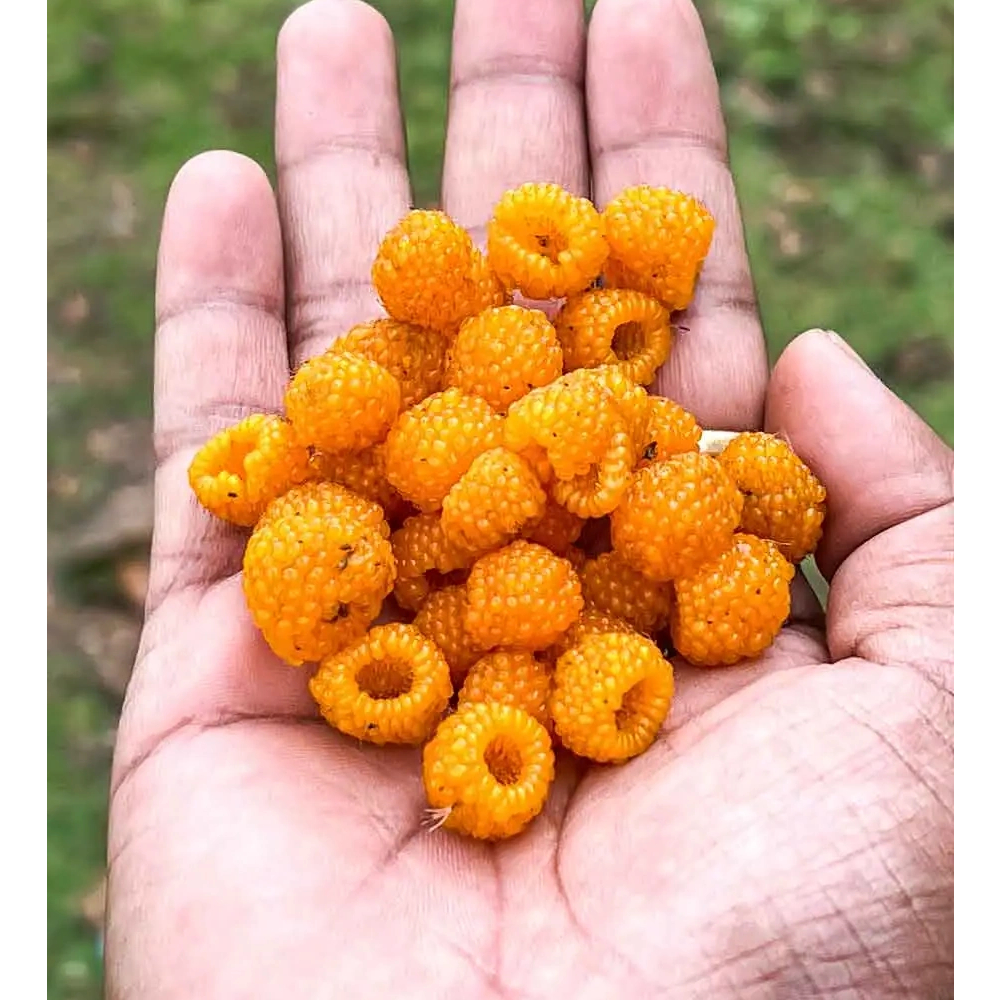 Anak Pokok Raspberry Aiselu/Golden Himalayan Raspberry | Shopee Malaysia
