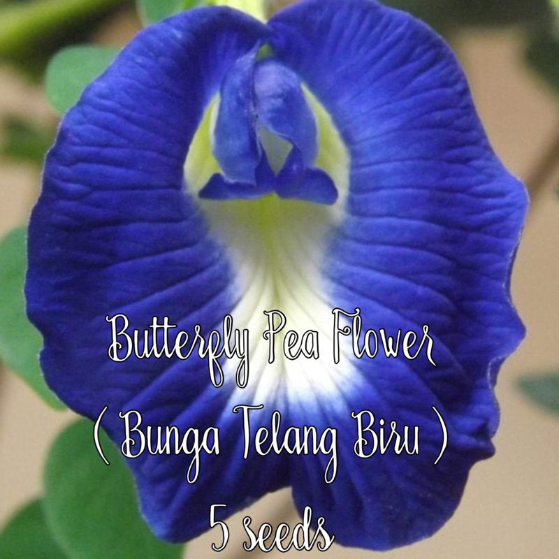 Butterfly Pea Flower / Biji Benih Bunga Telang Biru ( 5 seeds ...