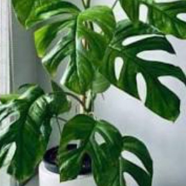 DELICIOSA MONSTERA pokok keladi hiasa daun berjari indoor plant 1 pot ...