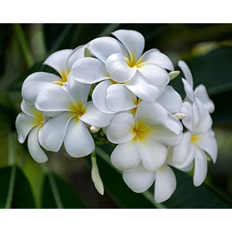 2pcs keratan bunga kemboja Plumeria/ frangipani cuttings鸡蛋花剪枝keratan ...