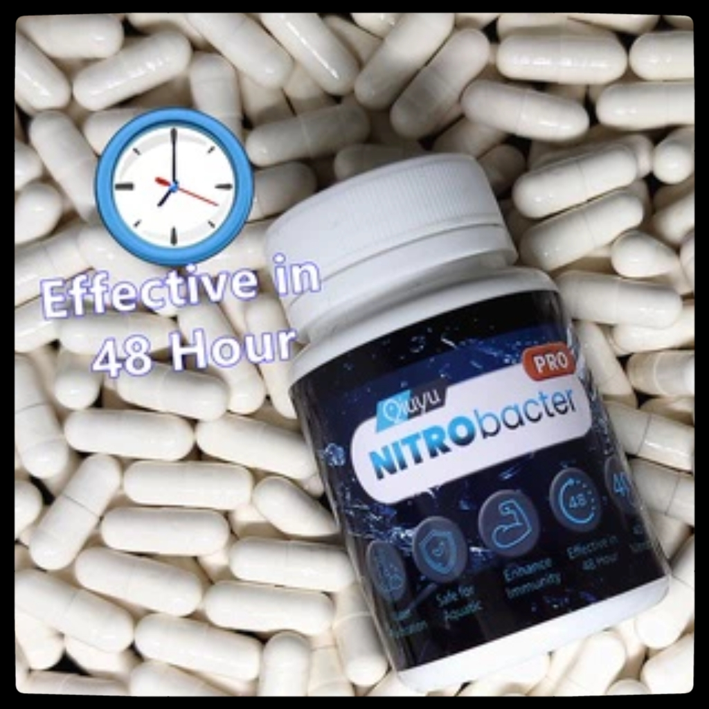 Qiuyu Nitrobacter Pro+ Concentrated Nitrobacteria/nitrifying 硝化菌 em菌 ...