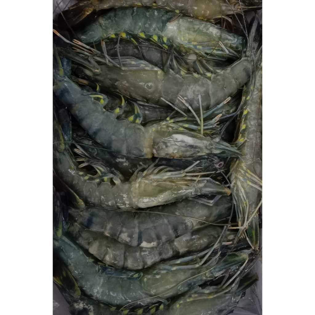 FRESH SABAH TIGER PRAWN | Shopee Malaysia