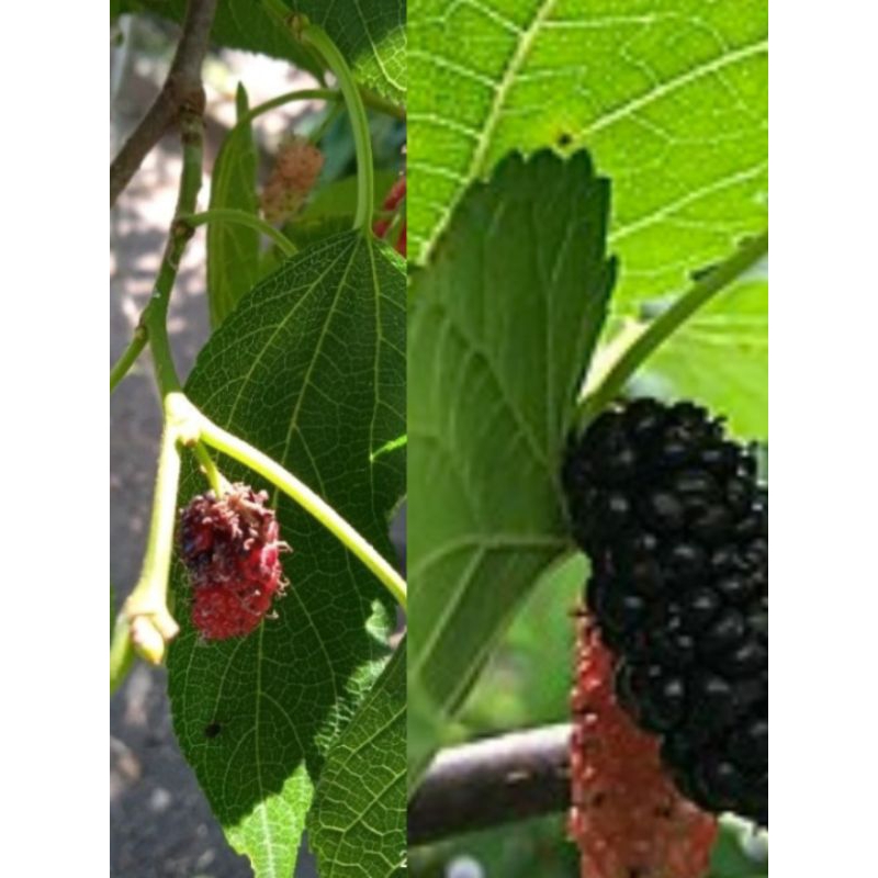 ( BUY 1 FREE 1) Mulberry hybrid 2 cuttings桑葚剪枝 Keratan Pokok Mulberry ...