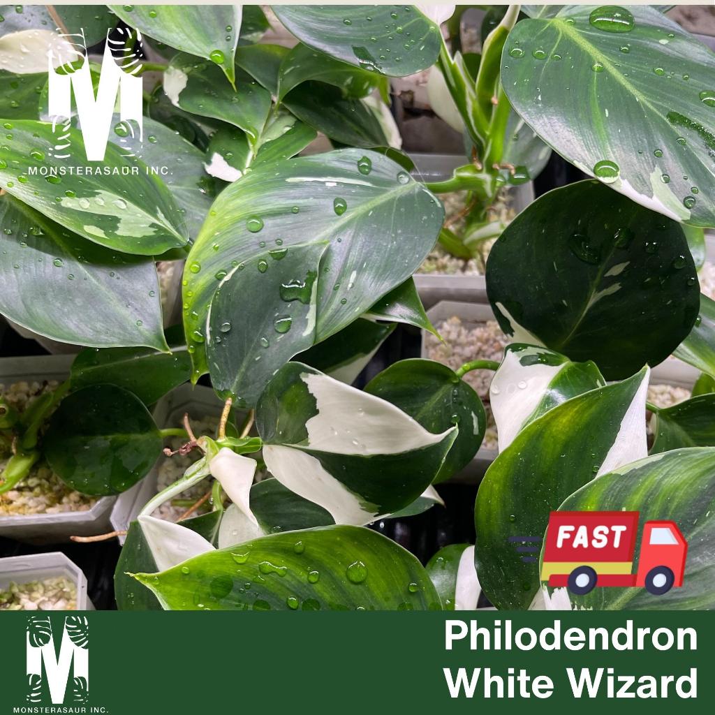 PHILODENDRON WHITE WIZARD (white & green stem) POKOK HIDUP SMALL SIZE ...