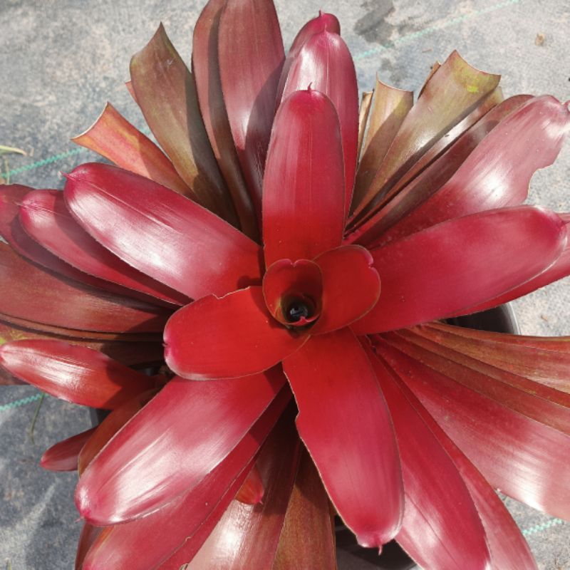 Bromeliad Super Fireball (Tahan Panas) | Shopee Malaysia