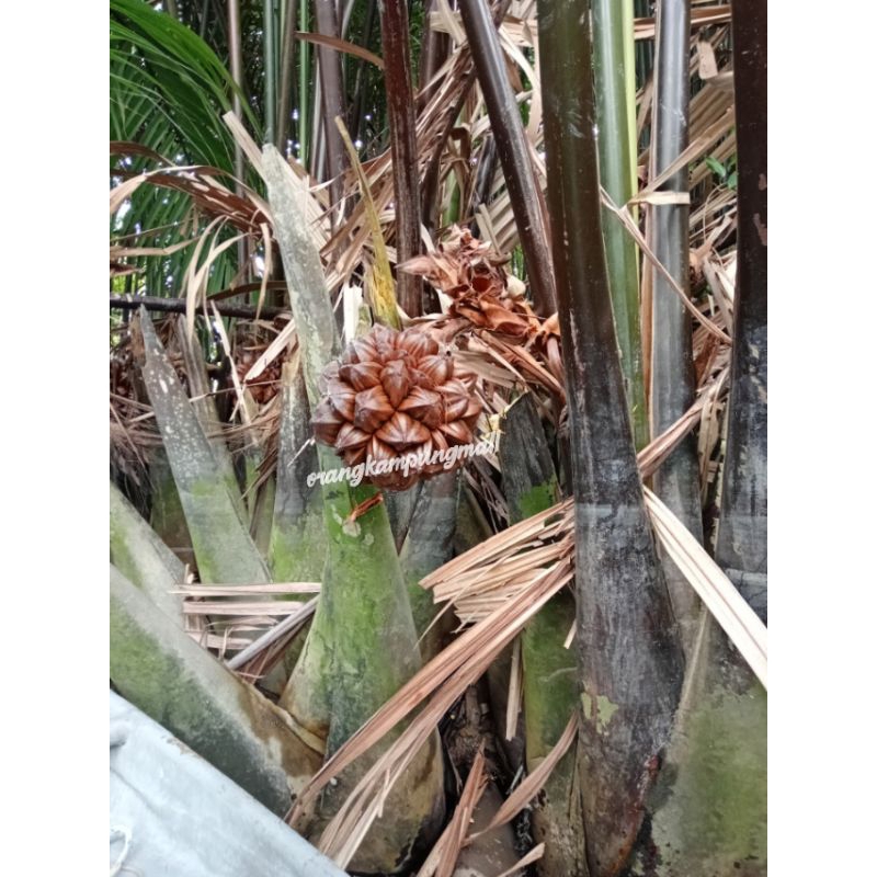BUAH NIPAH SETANDAN BUAH BESAR DIJAMIN SEGAR! (DIHANTAR SETANDAN UNTUK ...