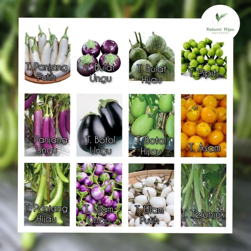 Pelbagai benih TERUNG BRINJAL Panjang Bulat Kedut Asam Ungu Hijau Putih ...