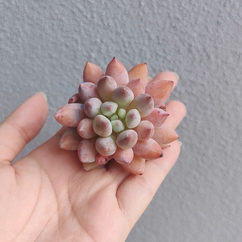 Succulent 多肉 - Echeveria Angel Fingers 所罗门 （5cm+-) | Shopee Malaysia