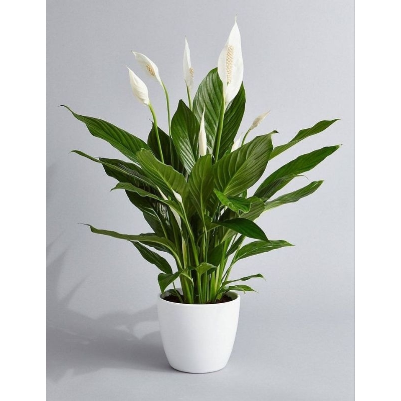 01.01🔥BELI 1 SERENDAH RM13.90🔥Anak pokok Peace Lily Indoor live plants ...