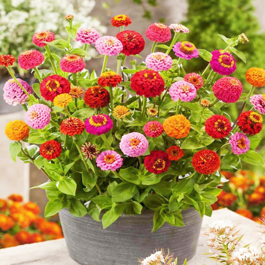 Mini Zinnia Seeds / Benih Zinnia Mix Mini / 迷你百日草种子/小头百日草 (30 Seeds ...