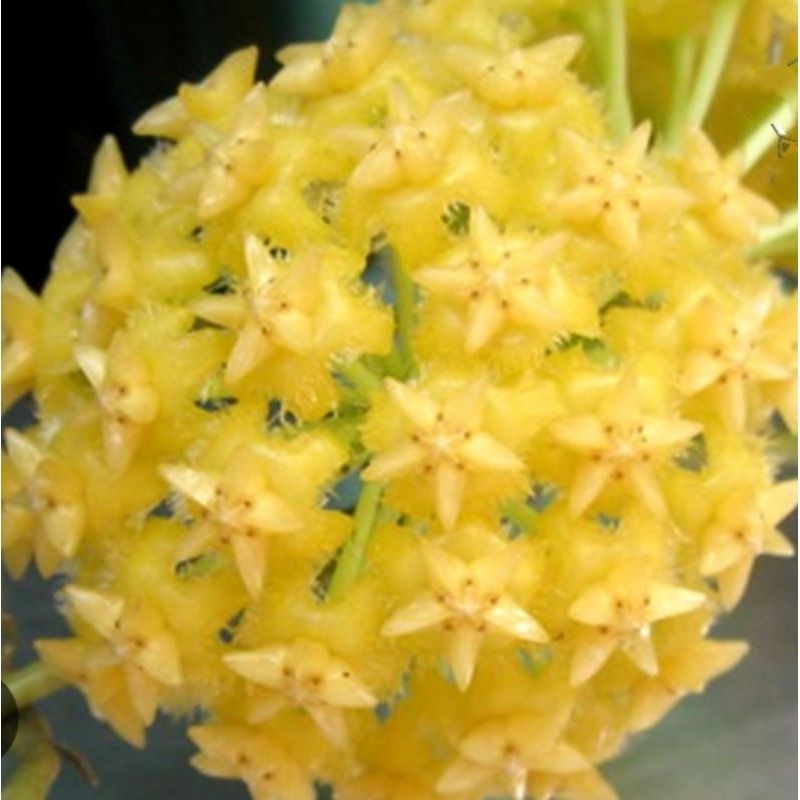 Hoya Mindorensis Lite Yellow #Matured# Plants | Shopee Malaysia