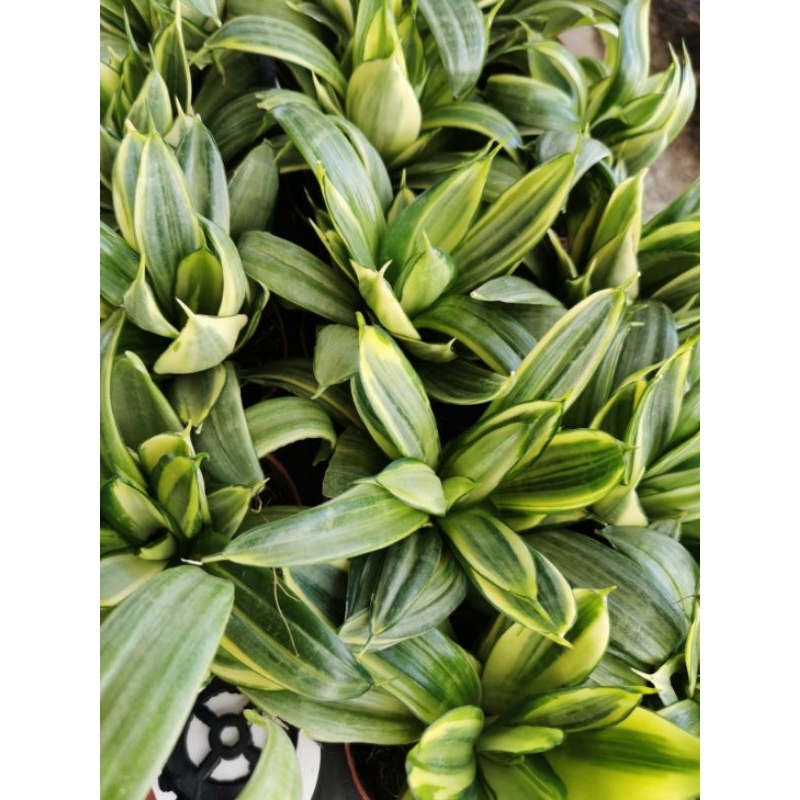 Sensevieria mini 迷你虎皮兰 | Shopee Malaysia
