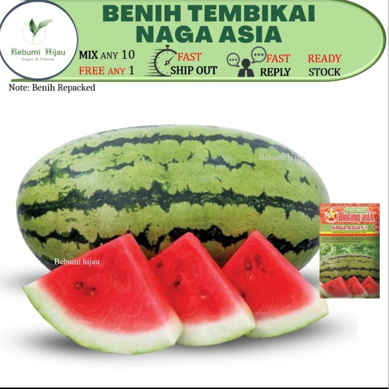 3 biji benih TEMBIKAI NAGA ASIA buah 8-12kg watermelon seed | Shopee ...