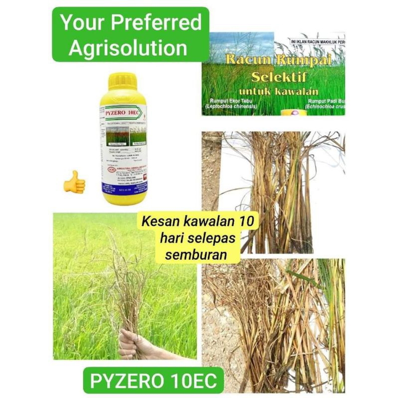 ACM PYZERO 10EC 500ML Racun Sambau Padi | Shopee Malaysia