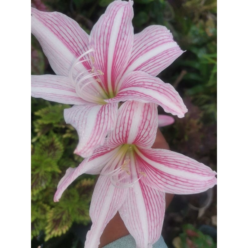 Pokok bunga lily warna oren/peach, - Warna dan bentuk seperti dalam ...