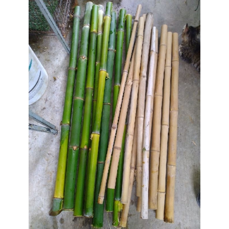 Batang buluh tebal (3 kaki panjang) | Shopee Malaysia