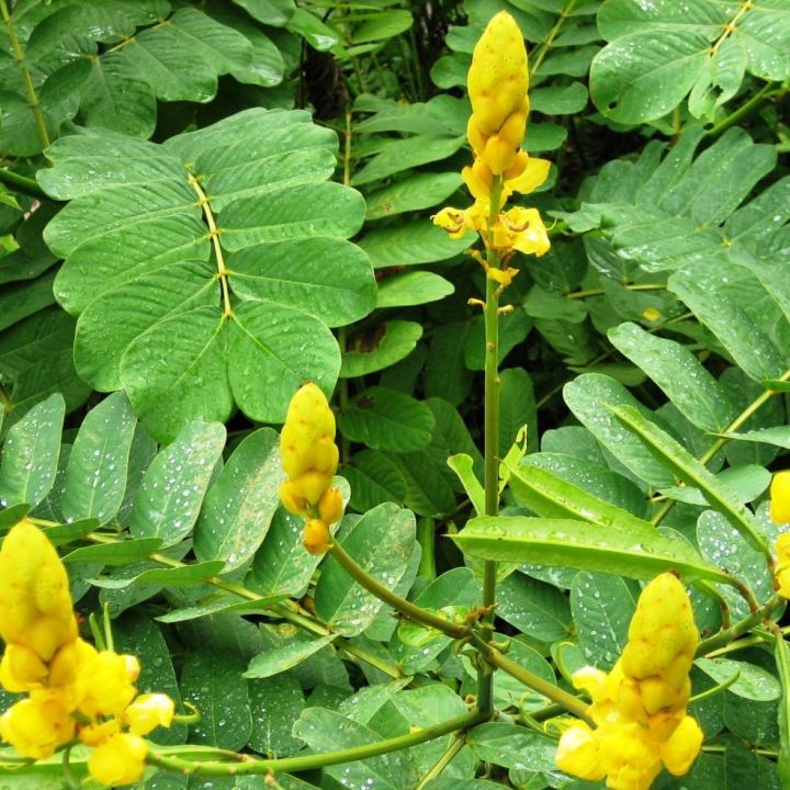 50 helai daun gelenggang/ senna leaf (PERCUMA 20 HELAI) | Shopee Malaysia
