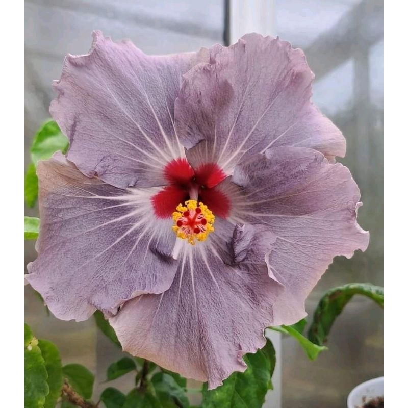 PART 1/6 : Pokok Bunga Raya Hibrid Hybrid / Hibiscus Gator Magic ...