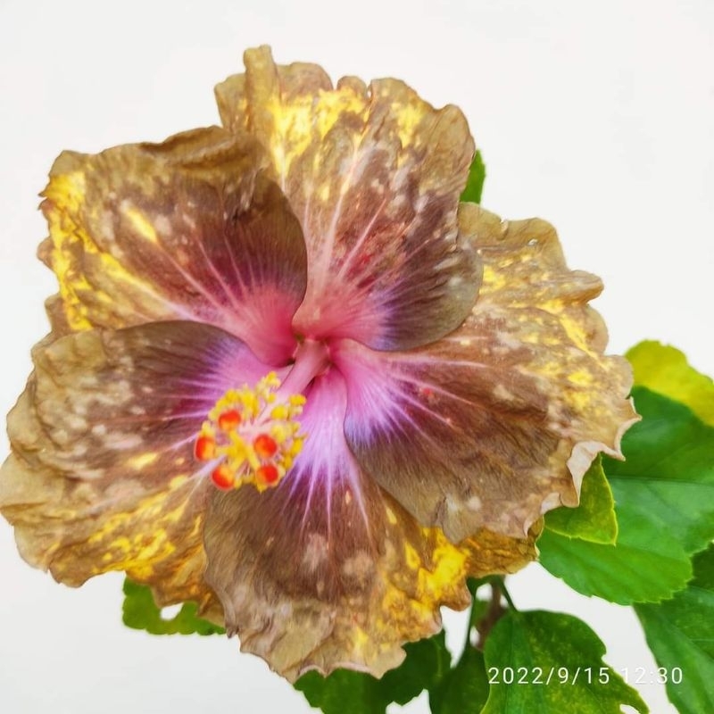 Part 2/6 : Pokok Bunga Raya Hybrid Sea Hibiscus Variegata Variegated ...