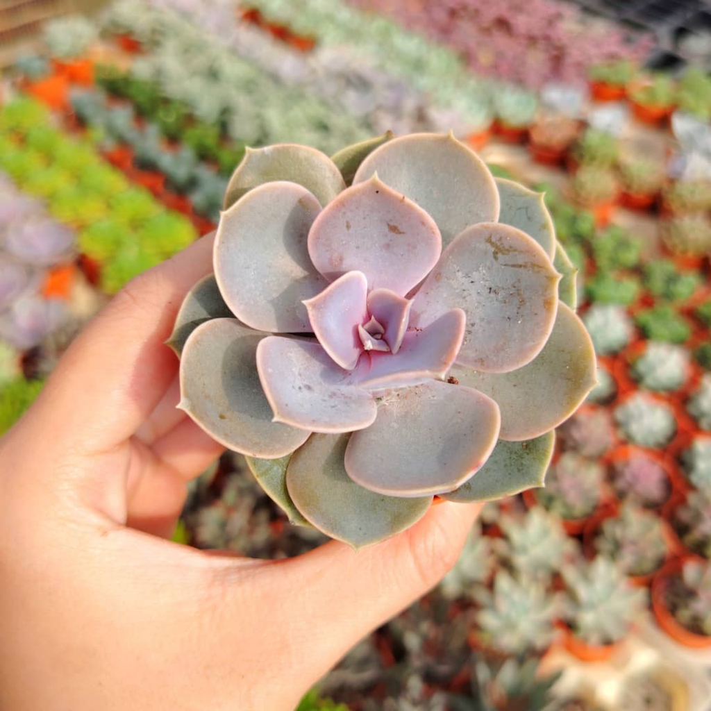MOVEE-Succulent Live Plants 紫珍珠（Echeveria 'Perle von Nürnberg'） | Shopee Malaysia